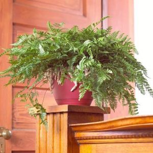 Fern Decor for Room Windows Facing North and Interiors Lacking Sunshine