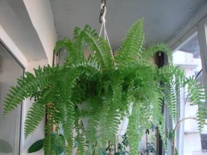 Fern Decor for Room Windows Facing North and Interiors Lacking Sunshine