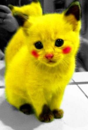 Pet Grooming Designs for Fashion Stylish Dogs and Cats