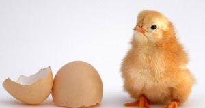 10 Easter Decorations Made of Egg Shells, Creative Easter Ideas and ...