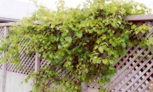 20 Green Fence Designs, Plants to Beautify Garden Design and Yard ...