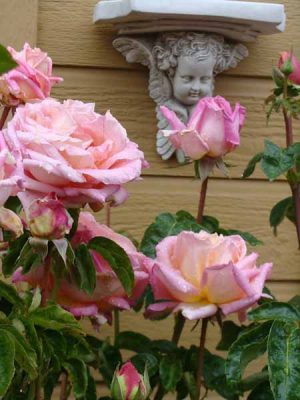 Roses for Beautiful Outdoor Decor, Charming Garden Designs and Backyard ...