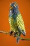 Colorful Leather Parrot by Zim and Zou, Recycling Leather Scraps for ...
