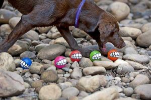 Rogz Grinz Smiling Dog Ball Toys, Pet Design Idea that Brings Smiles