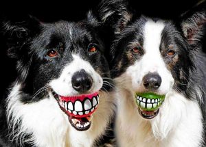 Rogz Grinz Smiling Dog Ball Toys, Pet Design Idea that Brings Smiles