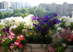 21 Green Ideas for Beautiful Balcony Decorating with Flowers