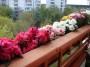 21 Green Ideas for Beautiful Balcony Decorating with Flowers
