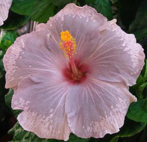 Pink Color Schemes Offering Symbolic and Romantic Interior Design Ideas