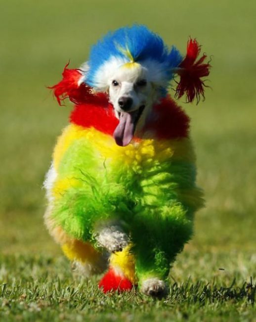 Colorful Dogs Grooming Ideas from Catherine Opson