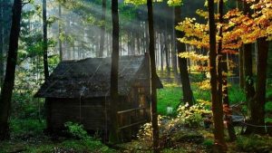 33 Forest Cottages and Modern Houses Surrounded by Trees and Tranquility