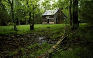 33 Forest Cottages and Modern Houses Surrounded by Trees and Tranquility