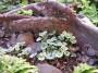 20 Root Artworks and Yard Decorations Bringing Natural Splendor into ...