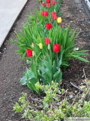 Spring Flowers and Yard Landscaping Ideas, 20 Tulip Bed Design Ideas