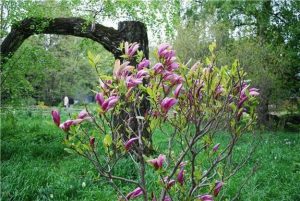 Gardens with Magnolia Trees, 25 Healing Backyard Ideas to Feng Shui Homes