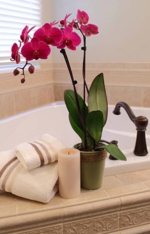 Sophisticated Orchids for Elegant Interior Decorating and Home Staging