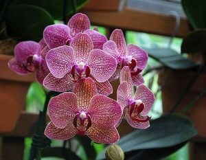 Sophisticated Orchids for Elegant Interior Decorating and Home Staging