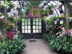 Sophisticated Orchids for Elegant Interior Decorating and Home Staging