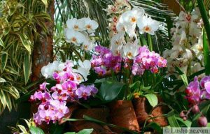 30 Beautiful Ideas for Exotic Garden Design and Backyard Landscaping ...