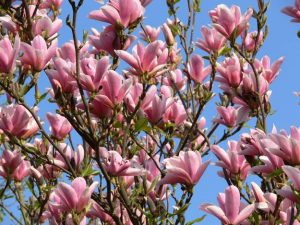 Enhancing Garden Design with Beautiful Flowers and Healing Bark of ...