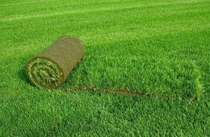 Green Lawns and Bright Yard Landscaping Ideas Celebrating Emerald Green ...