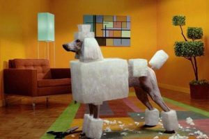 Modern Ideas and Creative Color Design for Stylish Pets Grooming