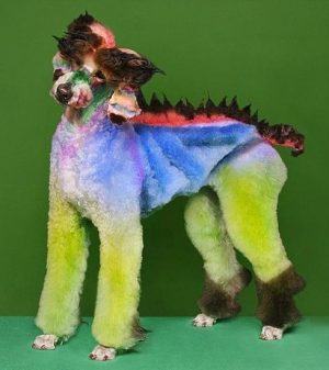 Modern Ideas and Creative Color Design for Stylish Pets Grooming