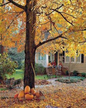 Fall Leaves Decorating Gardens and Backyards for Outdoor Events and ...