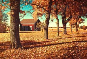 Landscaping Ideas for Colorful Fall Country Home Driveways and Town Paths