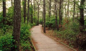 30 Green Design Ideas for Beautiful Wooden Garden Paths