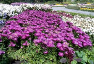 22 Floral Installations and Landscaping Ideas with Mums Celebrating ...