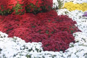 22 Floral Installations and Landscaping Ideas with Mums Celebrating ...