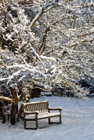 21 Beautiful Winter Gardens with Snow Capped Plants and Smart Layout Design