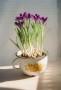 Growing Crocuses for Spectacular Displays at Home and in Your Garden