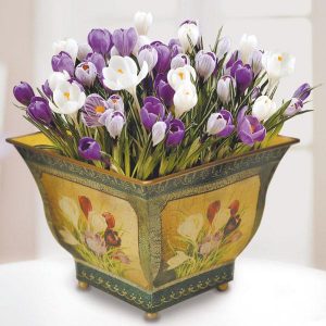 Growing Crocuses for Spectacular Displays at Home and in Your Garden
