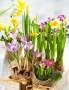 Growing Crocuses for Spectacular Displays at Home and in Your Garden