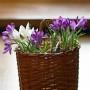Growing Crocuses for Spectacular Displays at Home and in Your Garden