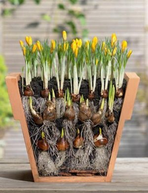 Growing Crocuses for Spectacular Displays at Home and in Your Garden