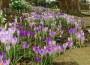 Small Spring Flowers, Crocuses Coloring Yard Landscaping and Garden Design