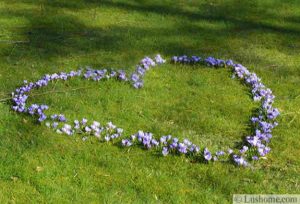 Small Spring Flowers, Crocuses Coloring Yard Landscaping and Garden Design