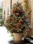 Live Christmas Trees for Eco Friendly Holiday Decor, Green Christmas Ideas