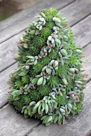 25 Modern Ideas to Design Live Christmas Trees with Succulents
