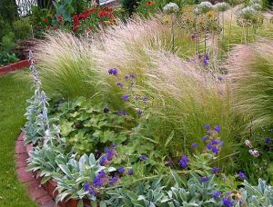 Start to Sow Wildflowers Seeds in Early Spring to Enjoy Beautiful ...