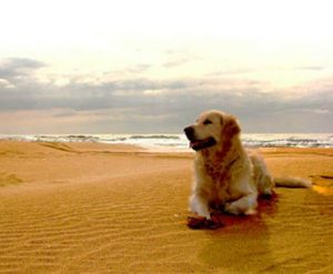 25 Dog Themed Decor Ideas for All Your Walls and Every Room