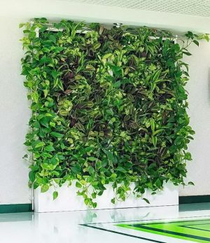 How to Combine Indoor Plants and Create Spectacular Green Wall Designs