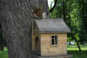 DIY Yard Decorations, Squirrel House Designs to Build and Feed Animals ...
