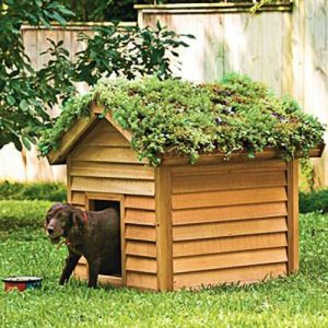 Pet Houses Decorated with Plants Connect Modern Design with Nature