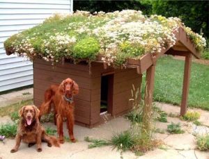 Pet Houses Decorated with Plants Connect Modern Design with Nature