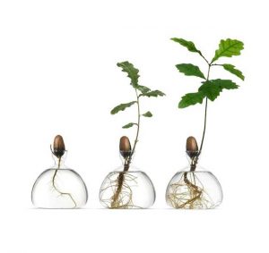 Glass Vases for Growing Small Trees, Green Designs Beautifully ...