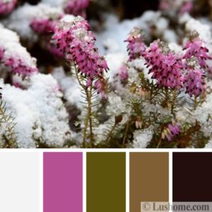Winter Decorating Color Schemes Inspired by Flowering Plants