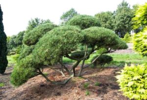 Versatile Mugo Pines, Pruning Dwarf Trees and Beautiful Yard ...